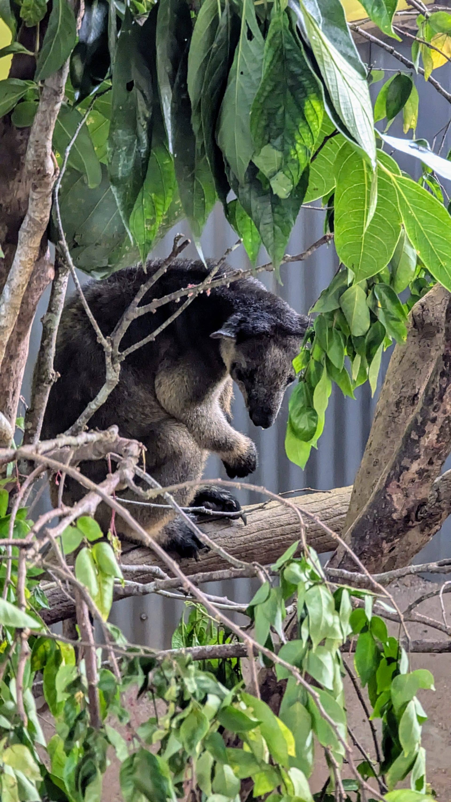 Wildlife Spotting in Atherton After Dark - What's Up Downunder
