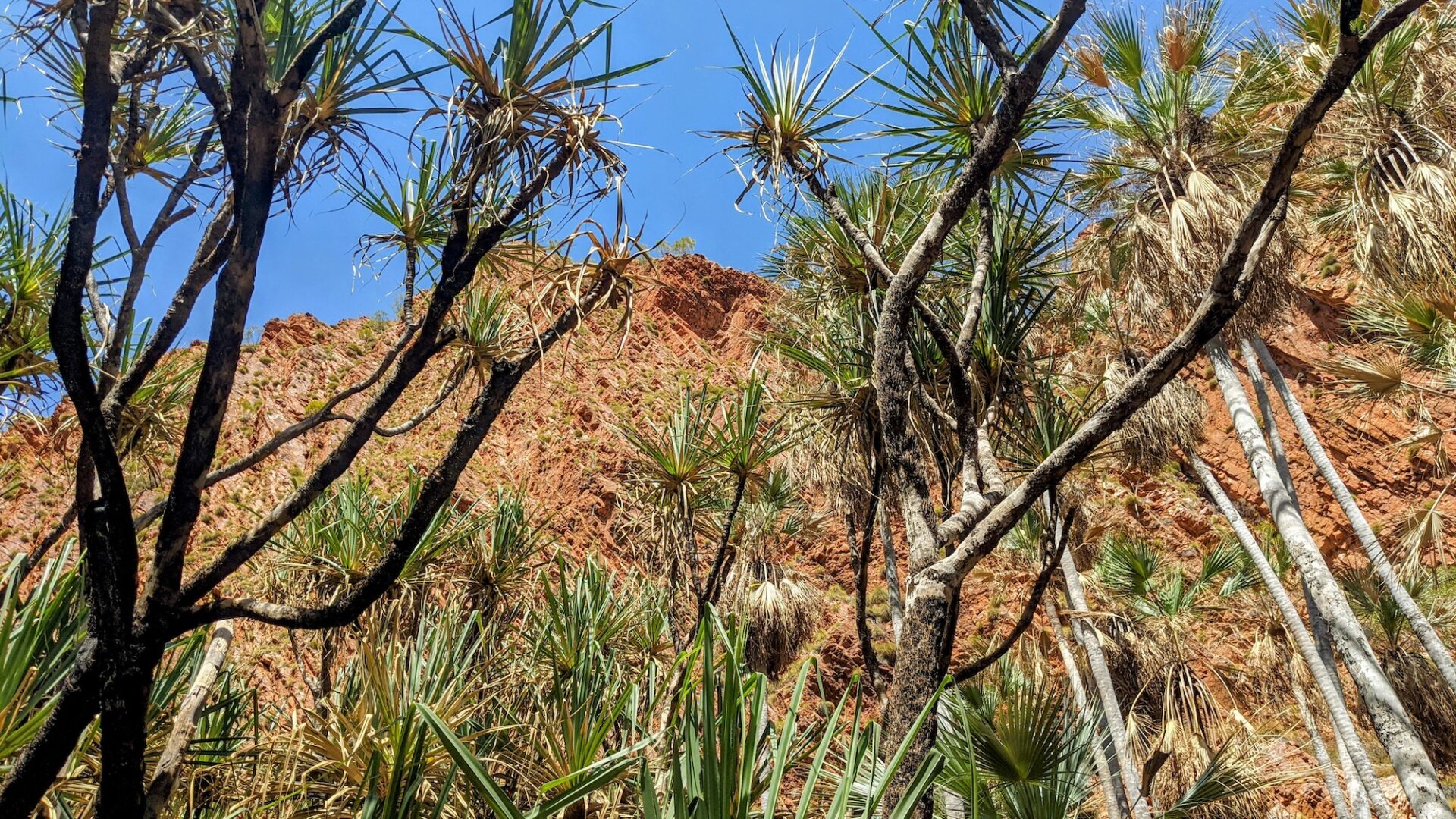 Wuggubun Campground Review: A Kimberley Oasis - What's Up Downunder